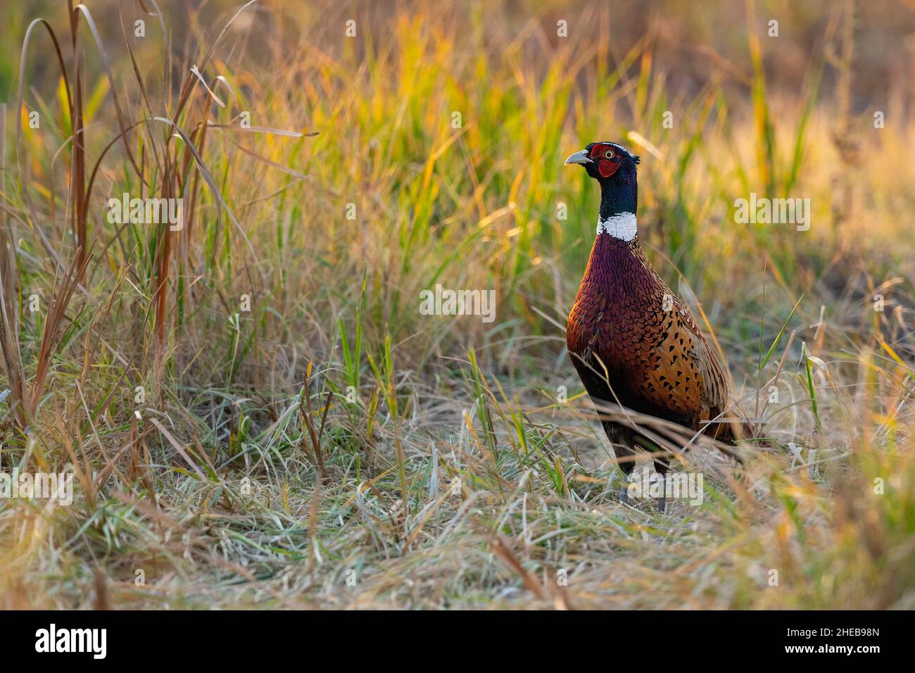 Ringneck Pheasants on the North Dakota Prairie on a late afternoon ...
