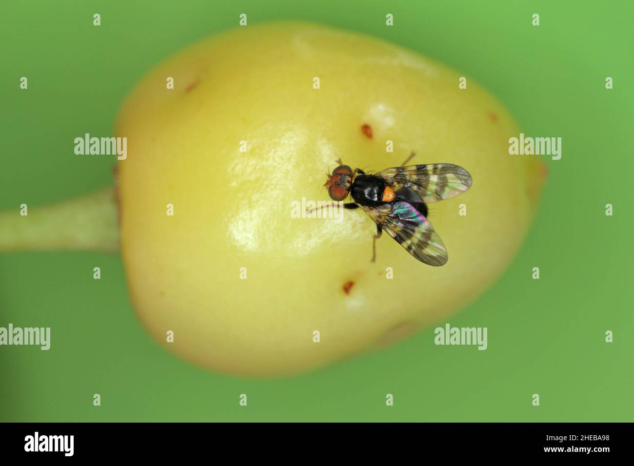 Rhagoletis cerasi is a species of tephritid fruit fly known by the ...