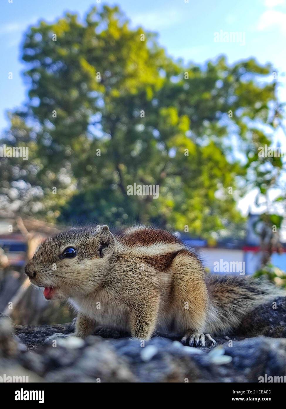 Happy squirrel hi-res stock photography and images - Alamy