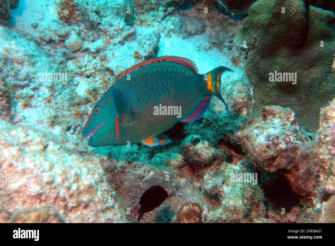Parrot fish caribbean coral reef hi-res stock photography and images ...