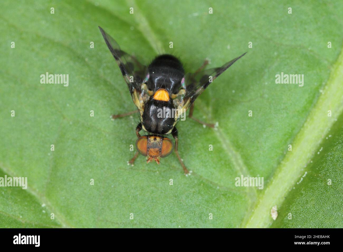 Rhagoletis cerasi is a species of tephritid fruit fly known by the ...