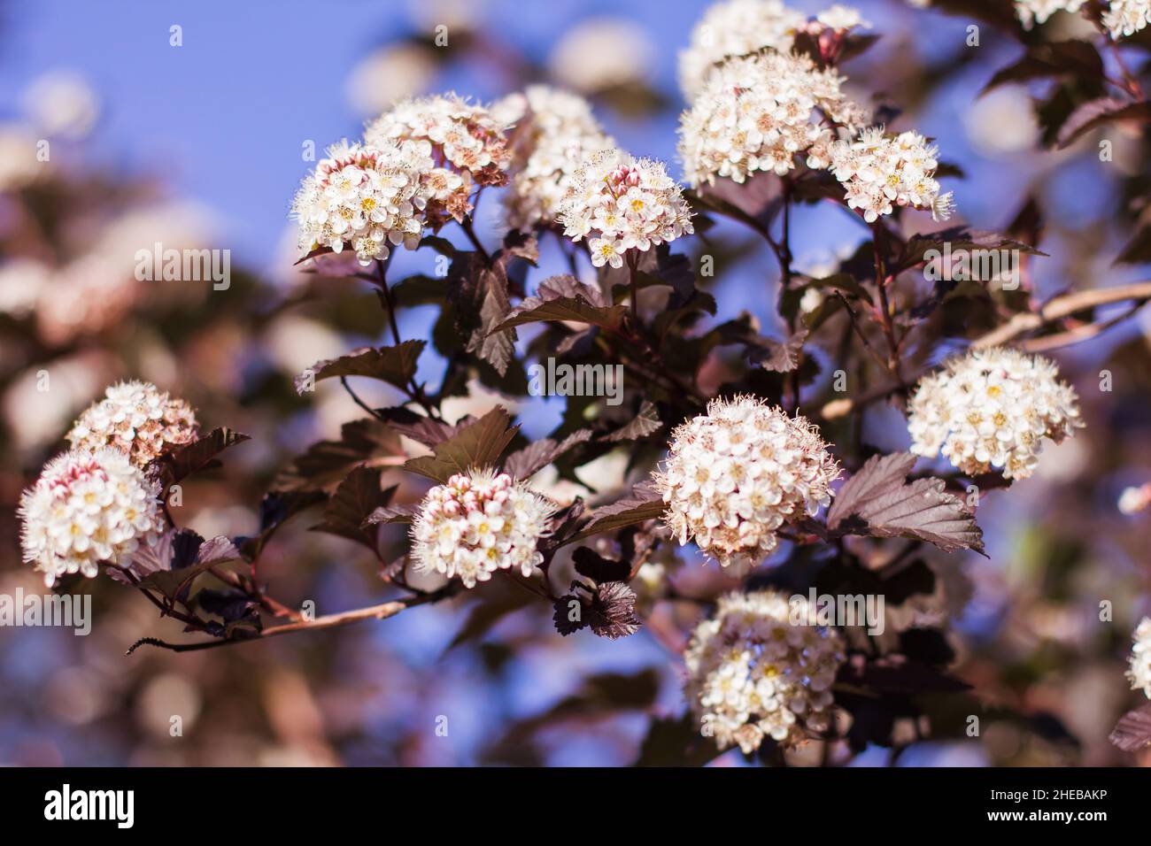Close-up of a spring pastel blooming flower in the garden. Macro ...