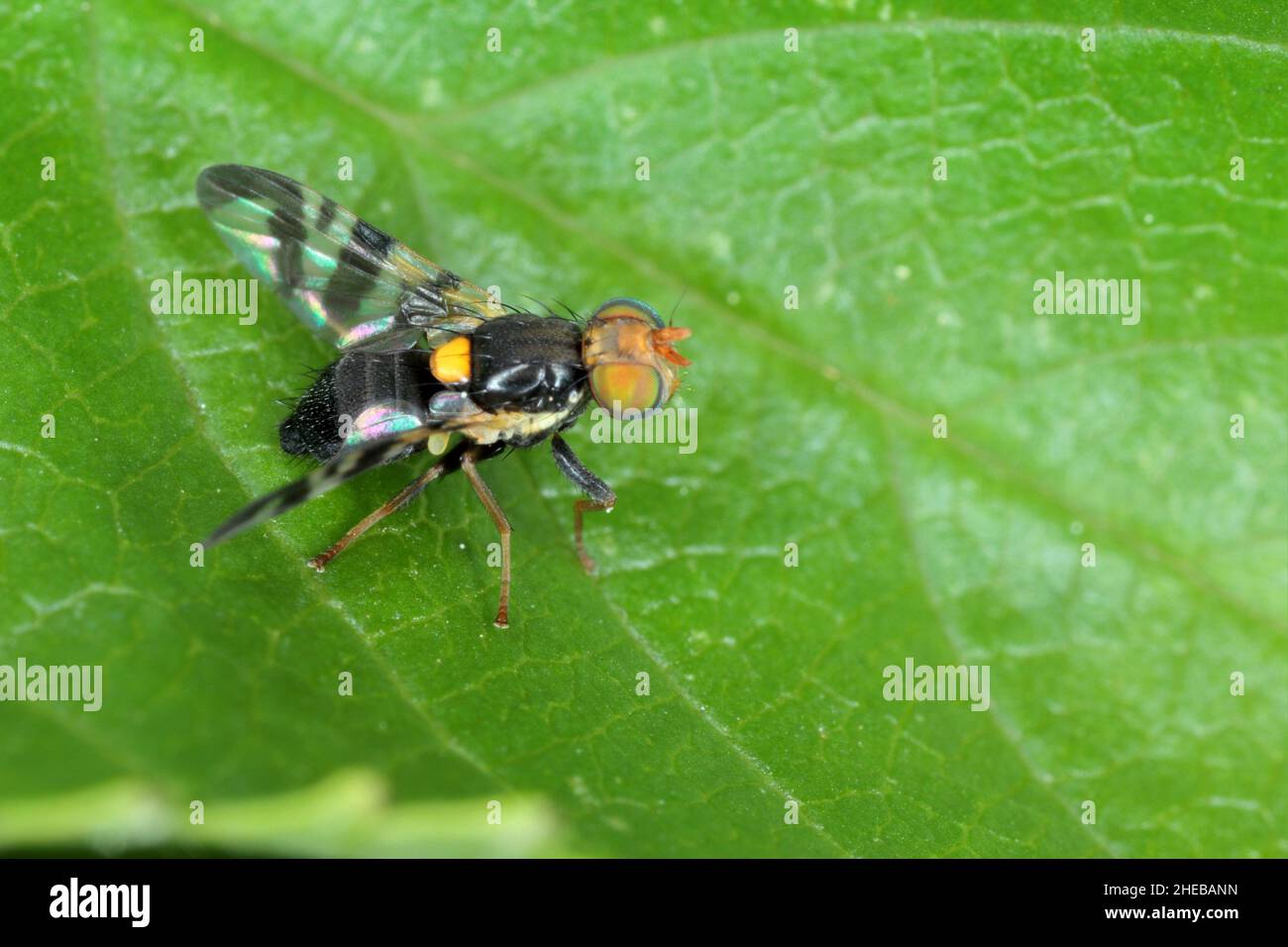 Rhagoletis cerasi is a species of tephritid fruit fly known by the ...