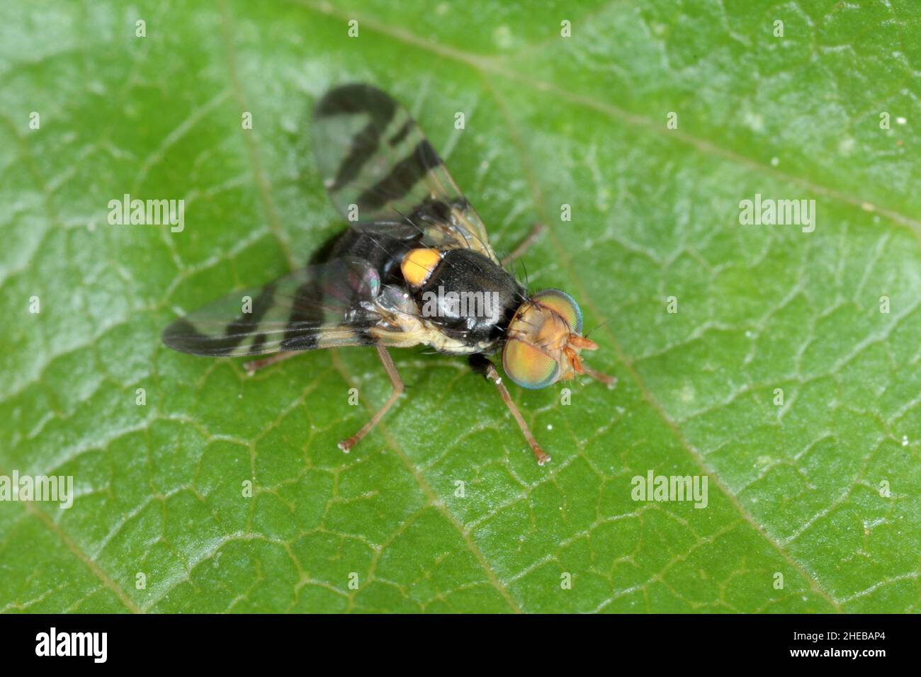 Rhagoletis cerasi is a species of tephritid fruit fly known by the ...