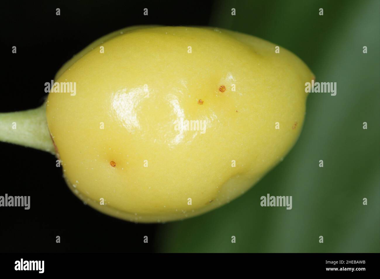 Rhagoletis cerasi is a species of tephritid fruit fly known by the ...