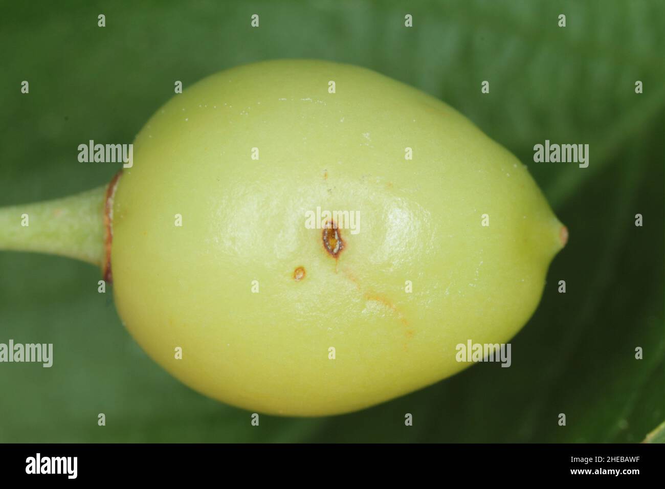 Rhagoletis cerasi is a species of tephritid fruit fly known by the ...