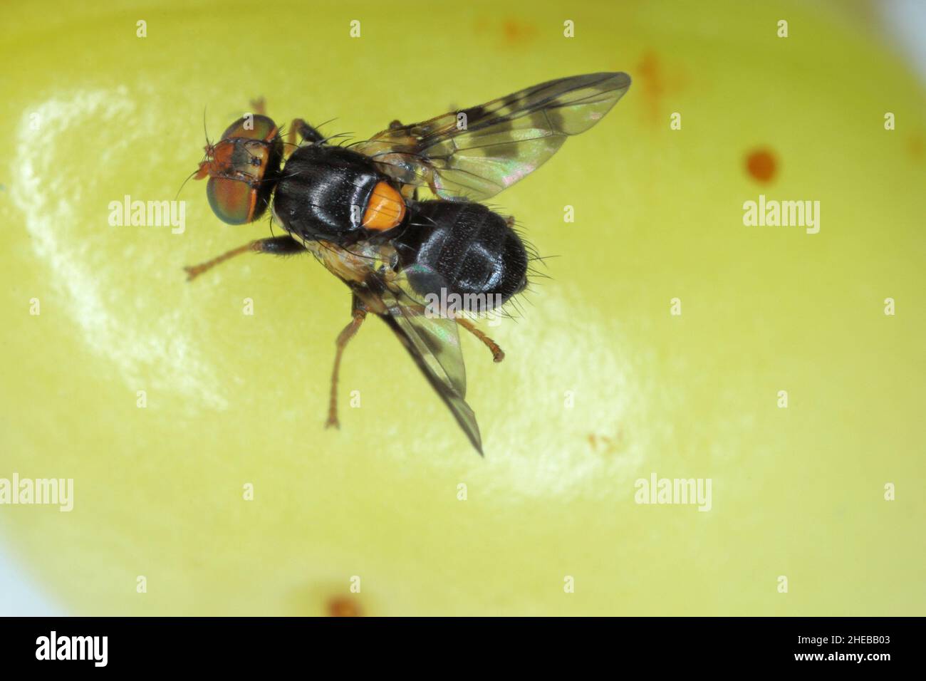 Rhagoletis cerasi is a species of tephritid fruit fly known by the ...