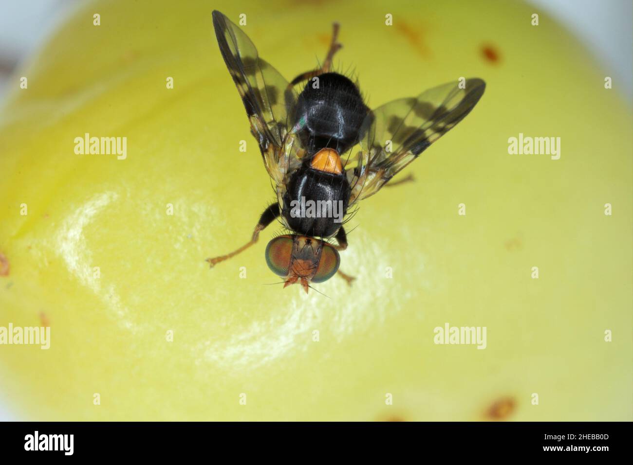 Rhagoletis cerasi is a species of tephritid fruit fly known by the ...