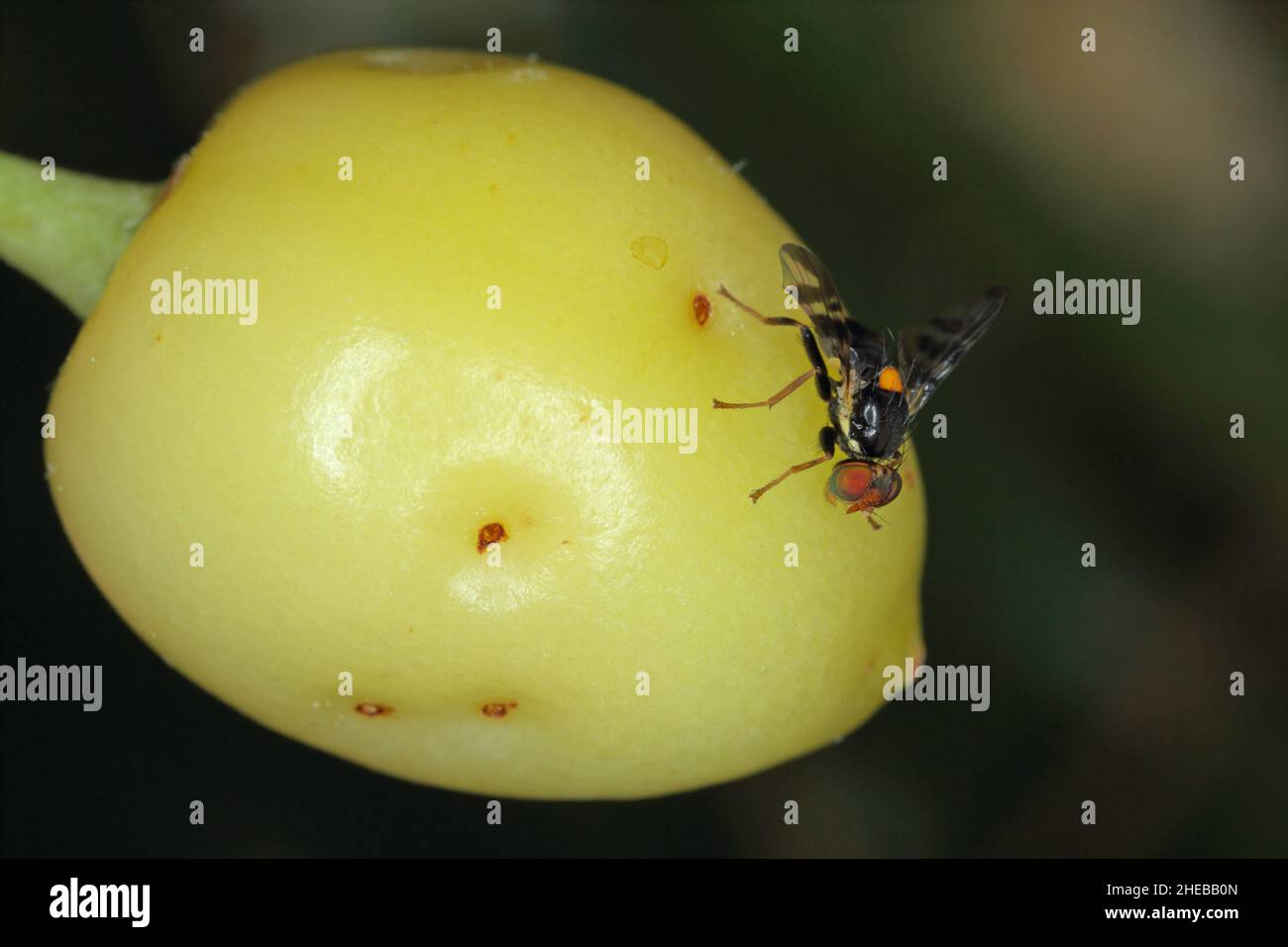 Rhagoletis cerasi is a species of tephritid fruit fly known by the ...