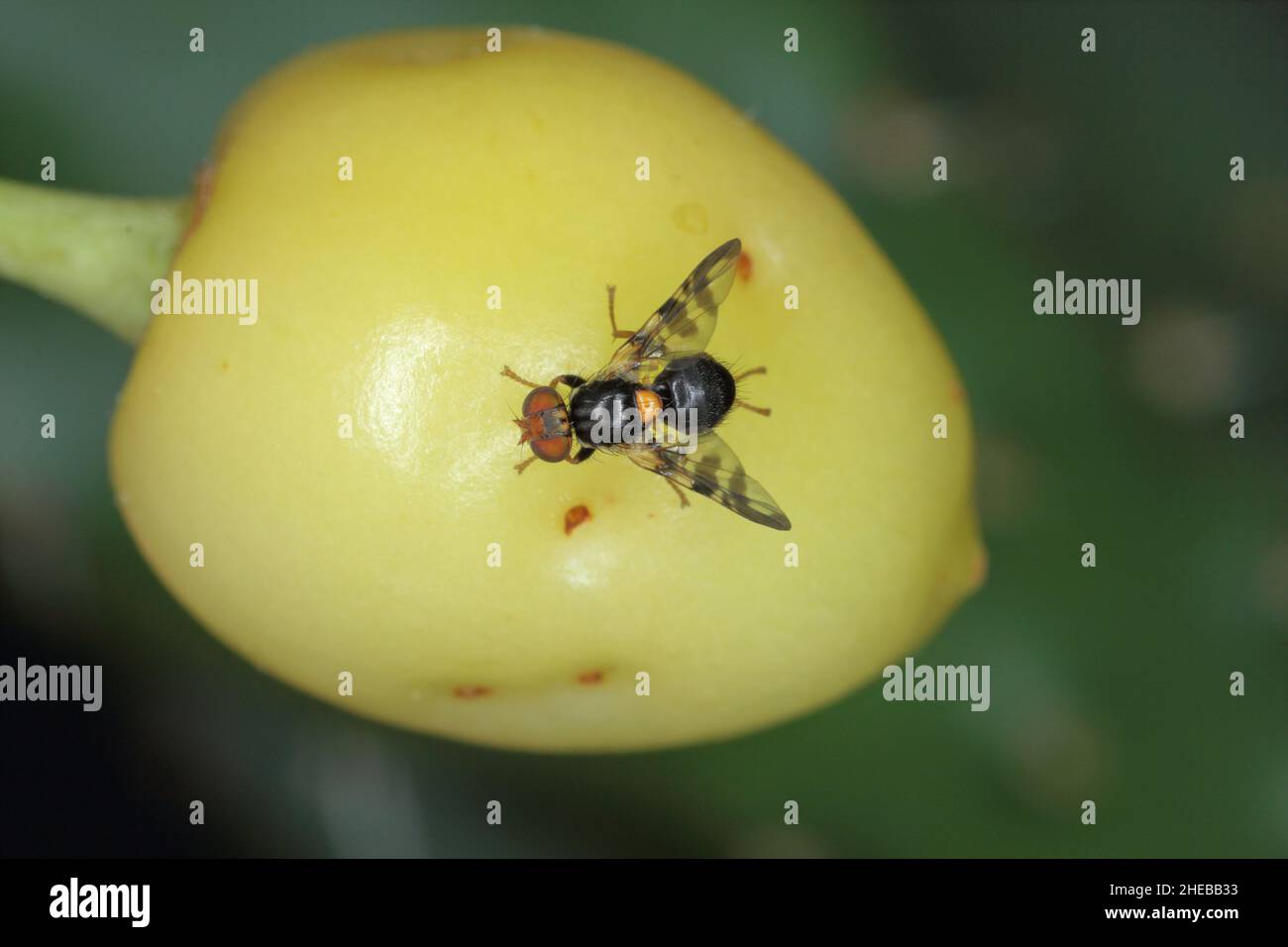 Rhagoletis cerasi is a species of tephritid fruit fly known by the ...