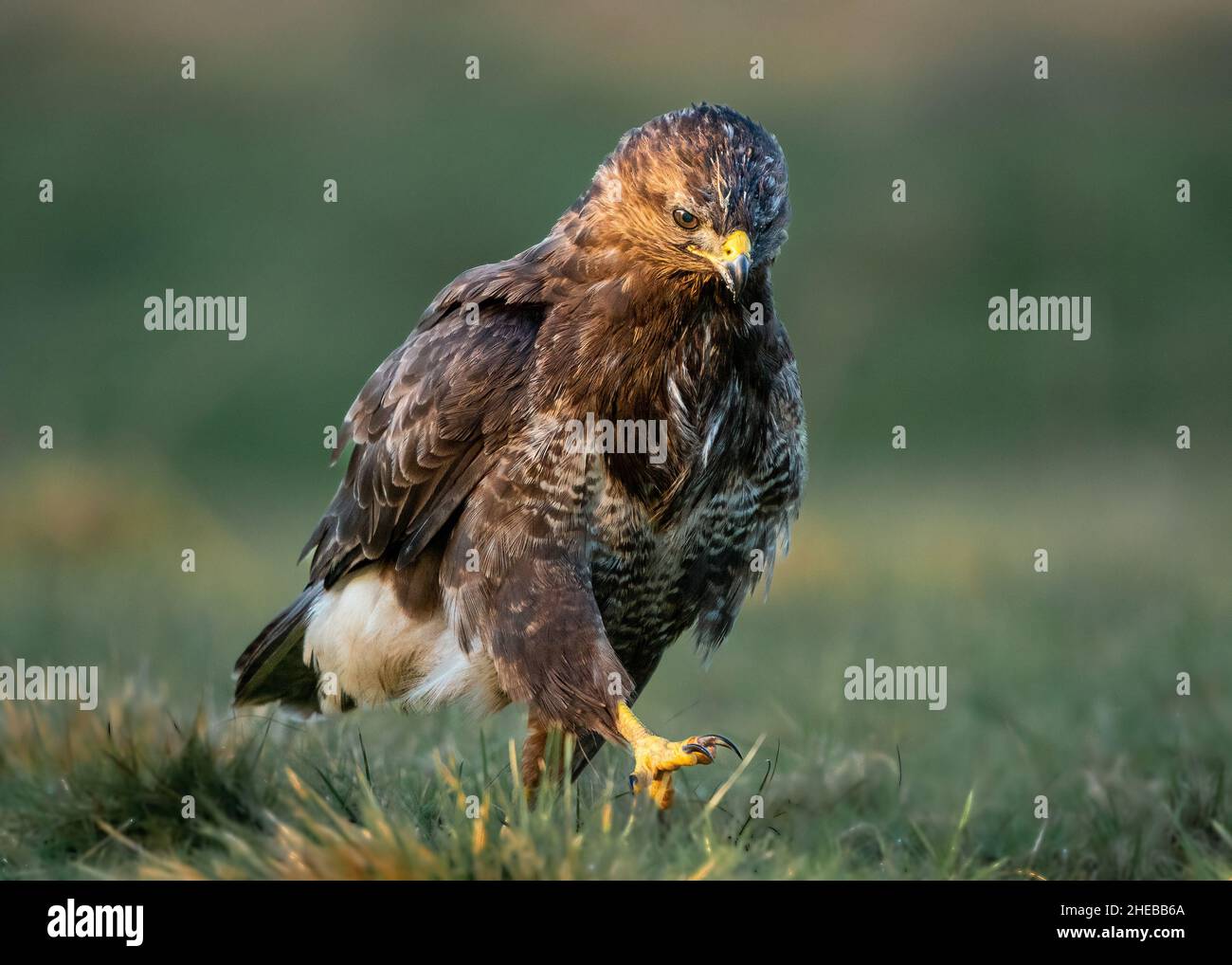 The 28-inch tall buzzard stomping across the grass like an angry human ...