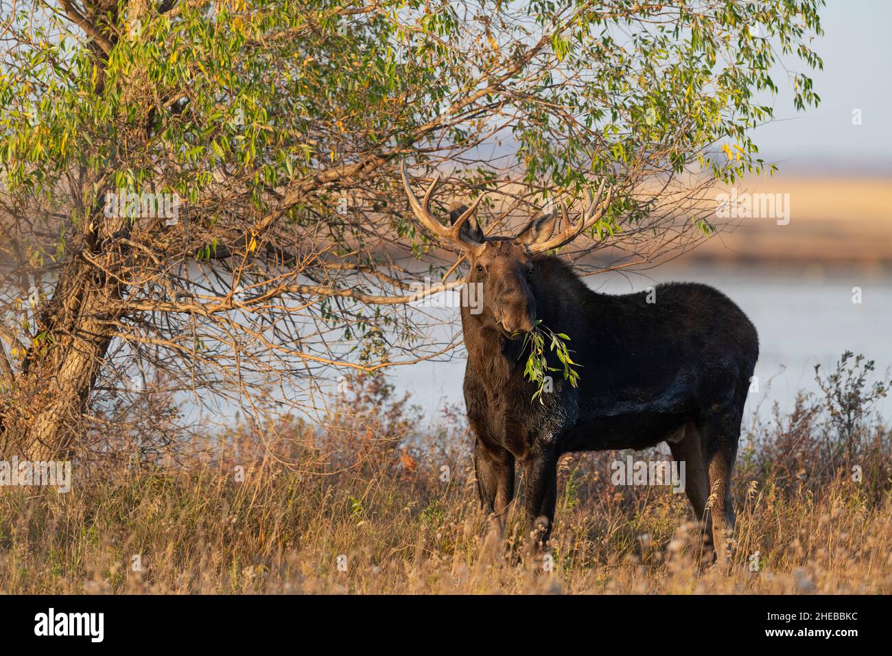 A Bull Moose in North Dakota Stock Photo - Alamy