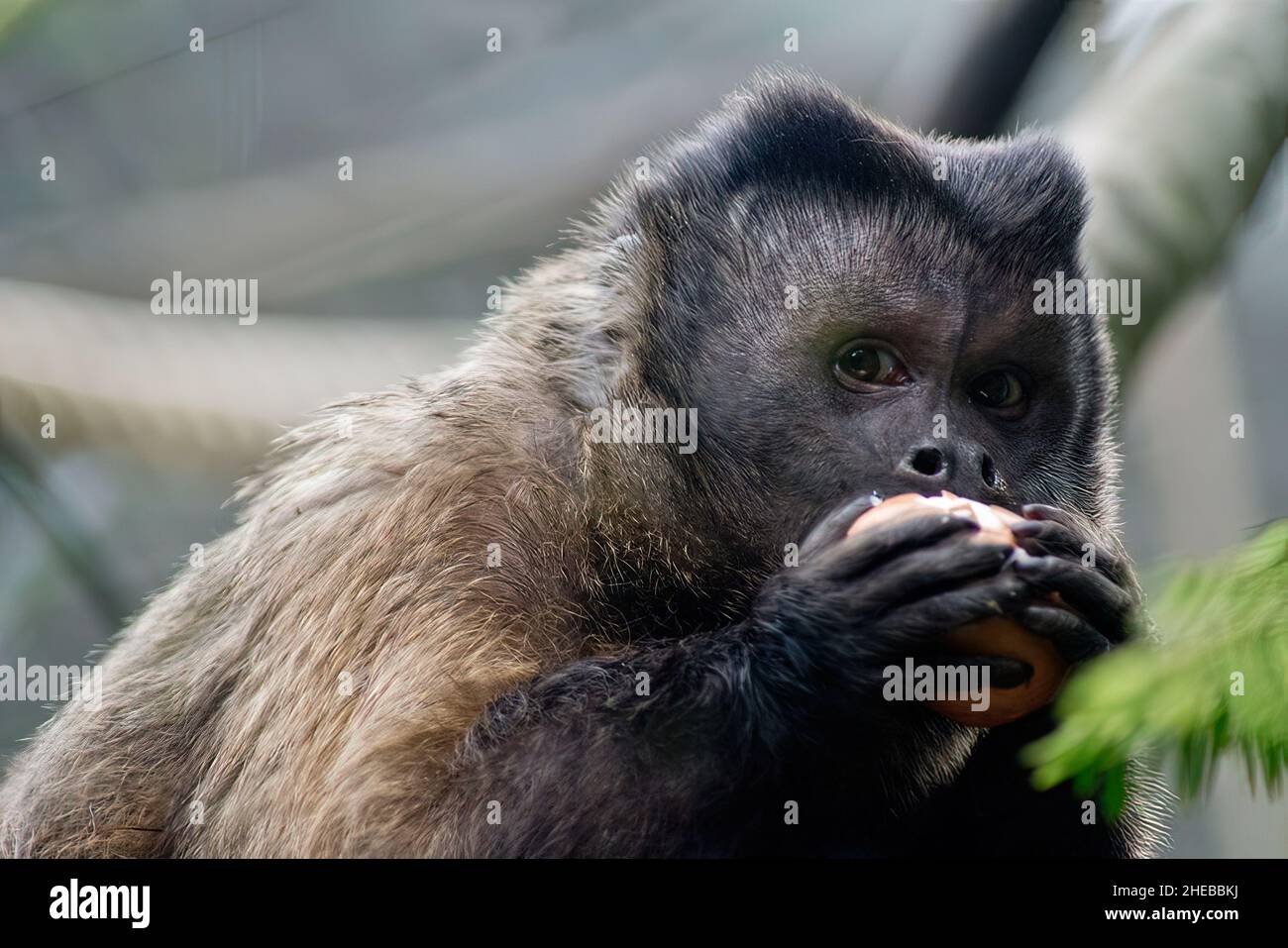 Capuchin monkey hands hi-res stock photography and images - Alamy