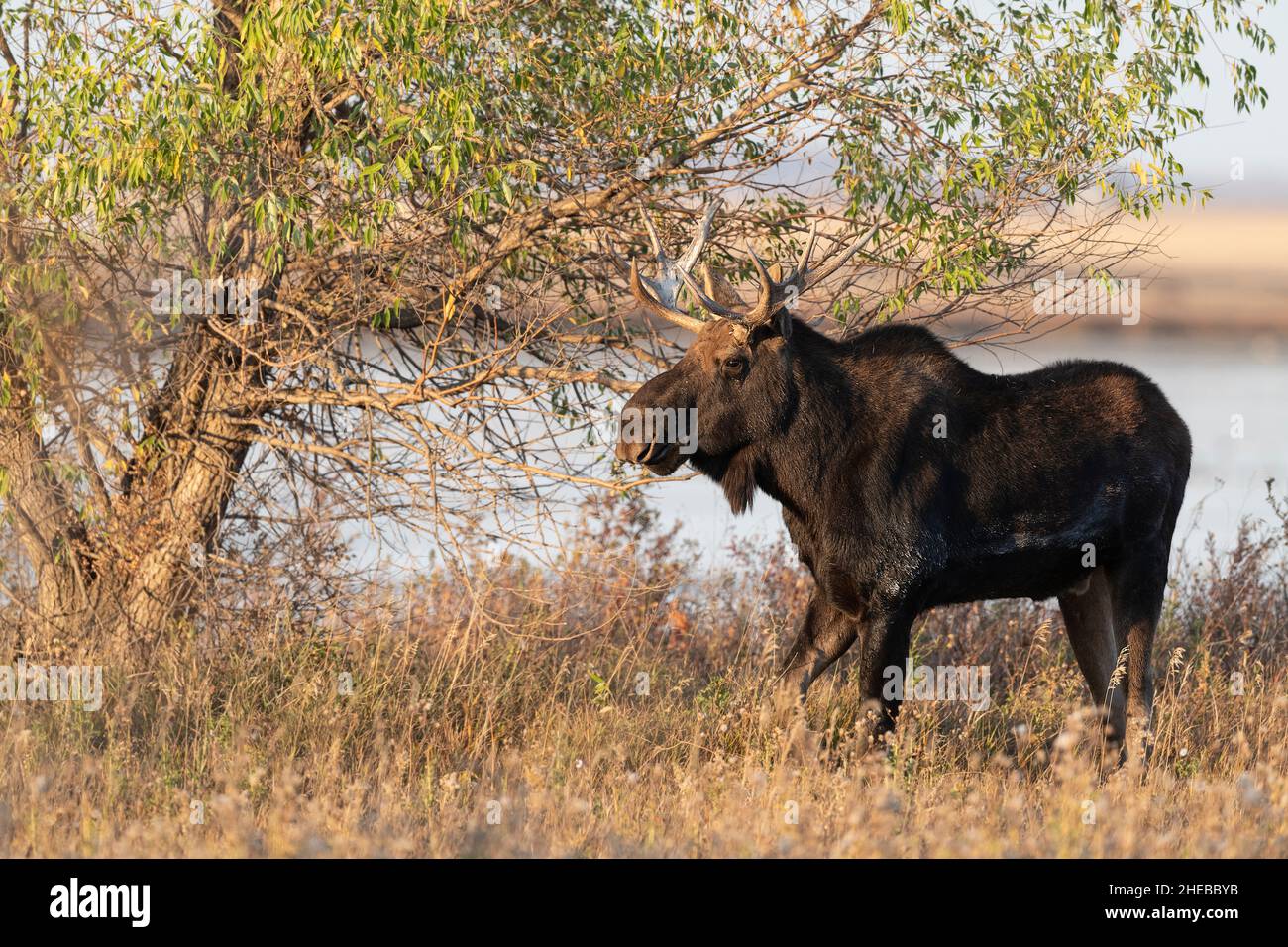A Bull Moose in North Dakota Stock Photo - Alamy