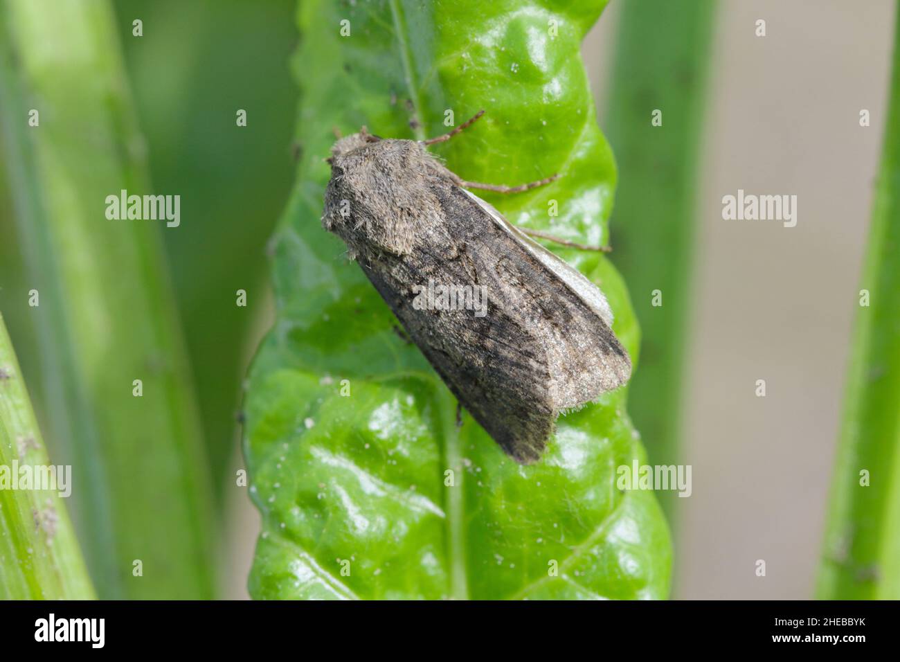Turnip moth - Agrotis segetum - Owlet moth Noctuidae on sugar beet ...
