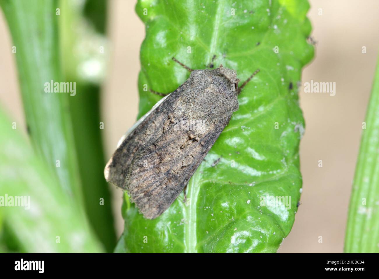 Turnip moth - Agrotis segetum - Owlet moth Noctuidae on sugar beet ...