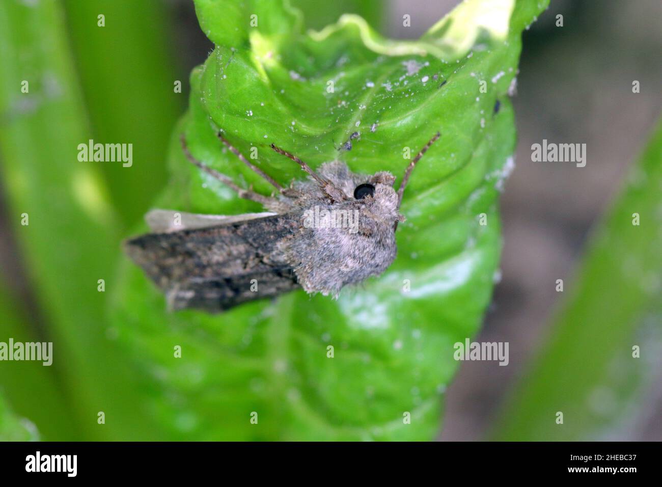 Turnip moth - Agrotis segetum - Owlet moth Noctuidae on sugar beet ...