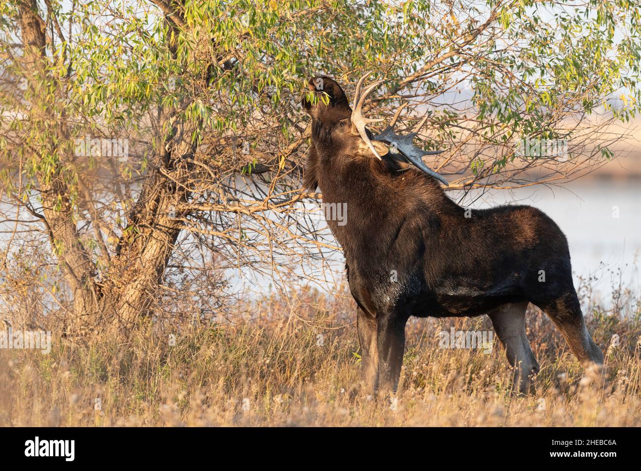 A Bull Moose in North Dakota Stock Photo - Alamy