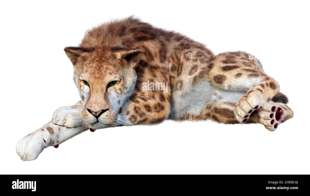 3D rendering of a sabertooth tiger isolated on white background Stock ...