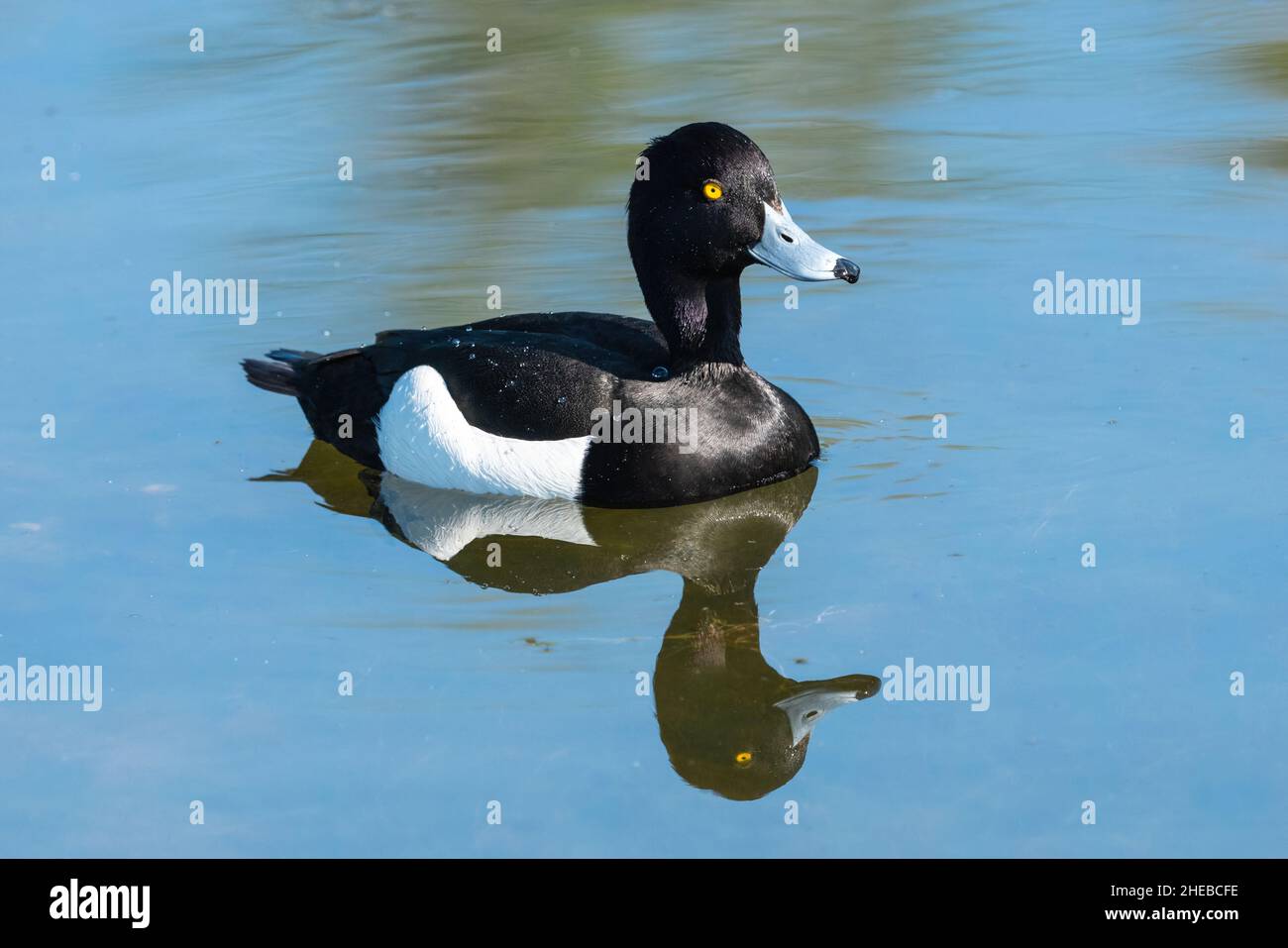 Tufted duck feeding hi-res stock photography and images - Alamy