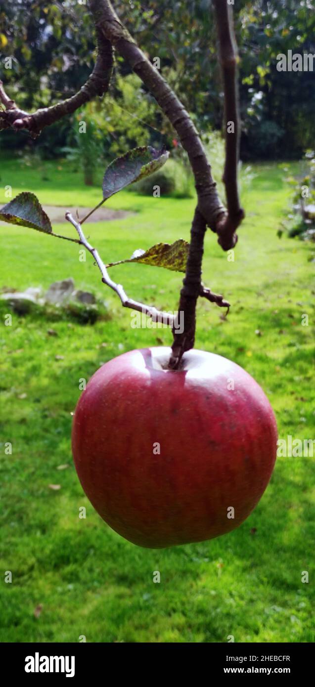 the last apple hanging from the tree Stock Photo - Alamy