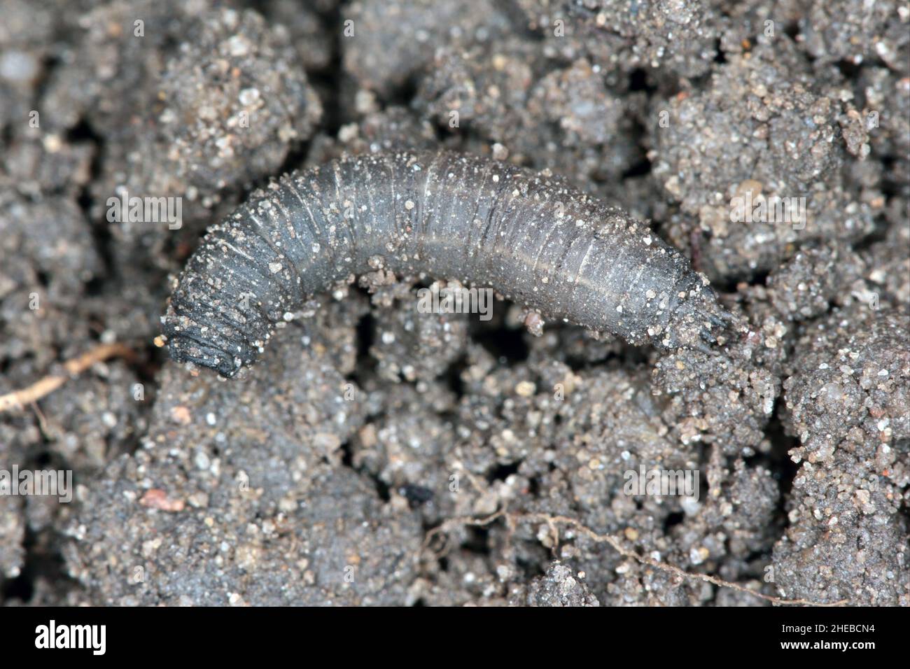 Larva on soilof Crane fly is a common name referring to any member of ...