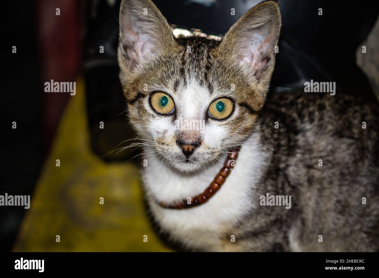Tabby cat face hi-res stock photography and images - Alamy