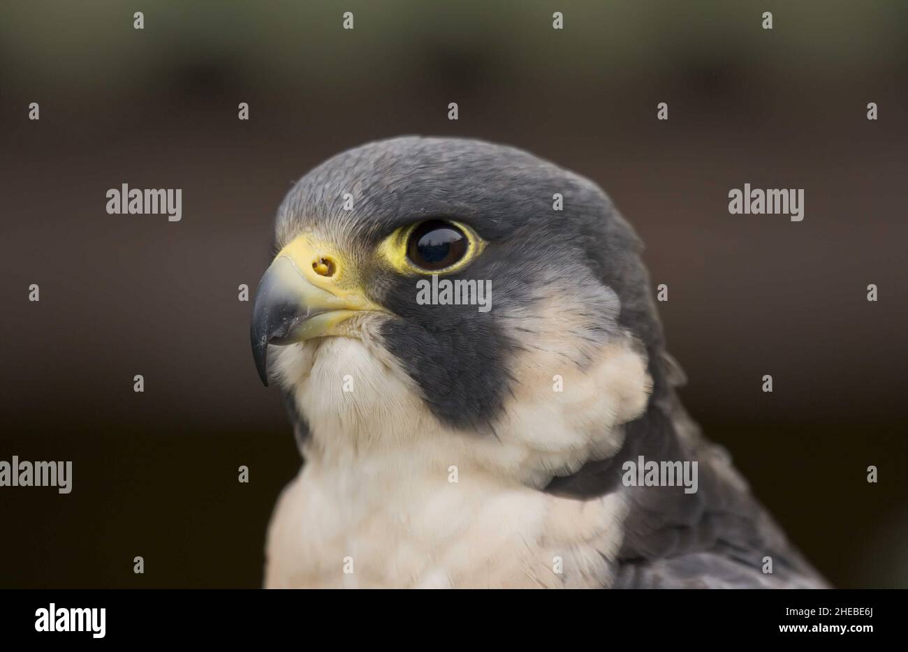 head shot of peregrine falcon falco peregrinus Stock Photo - Alamy