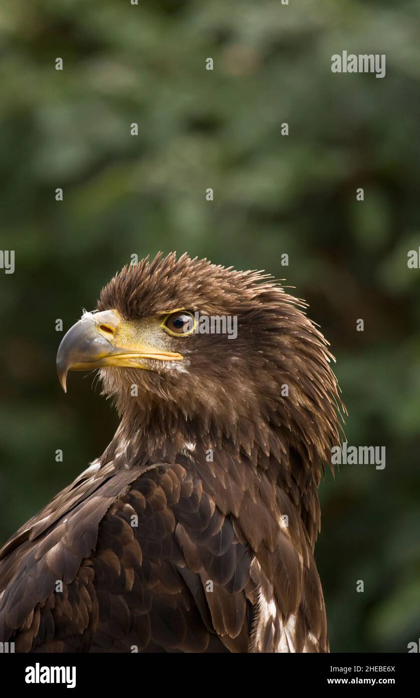 golden eagle aquila chrysaetos showing impressive hooked bill Stock ...