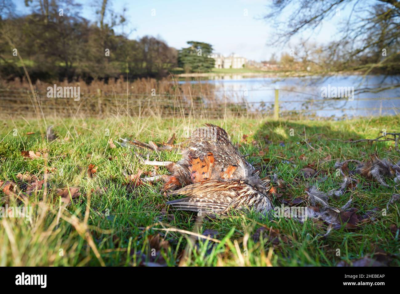 Close up of dead pheasant bird remains (Phasianus colchicus) freshly ...