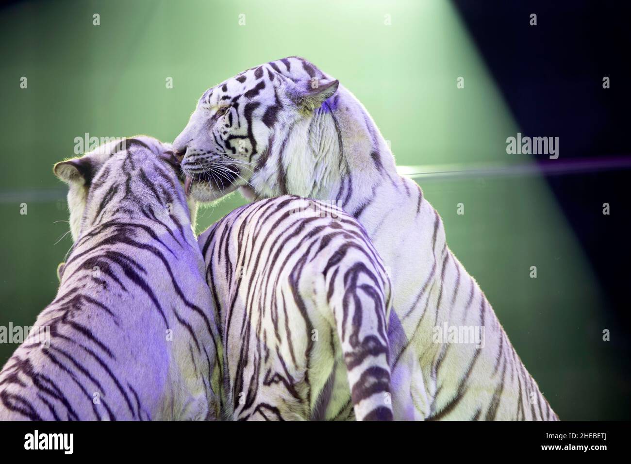 White Tigers Kissing
