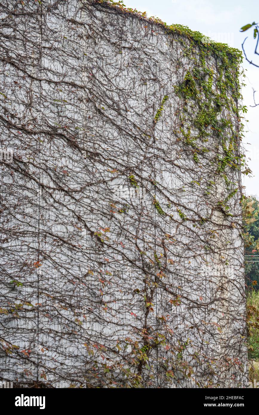 Facade of a building covered with dry creepers Stock Photo - Alamy