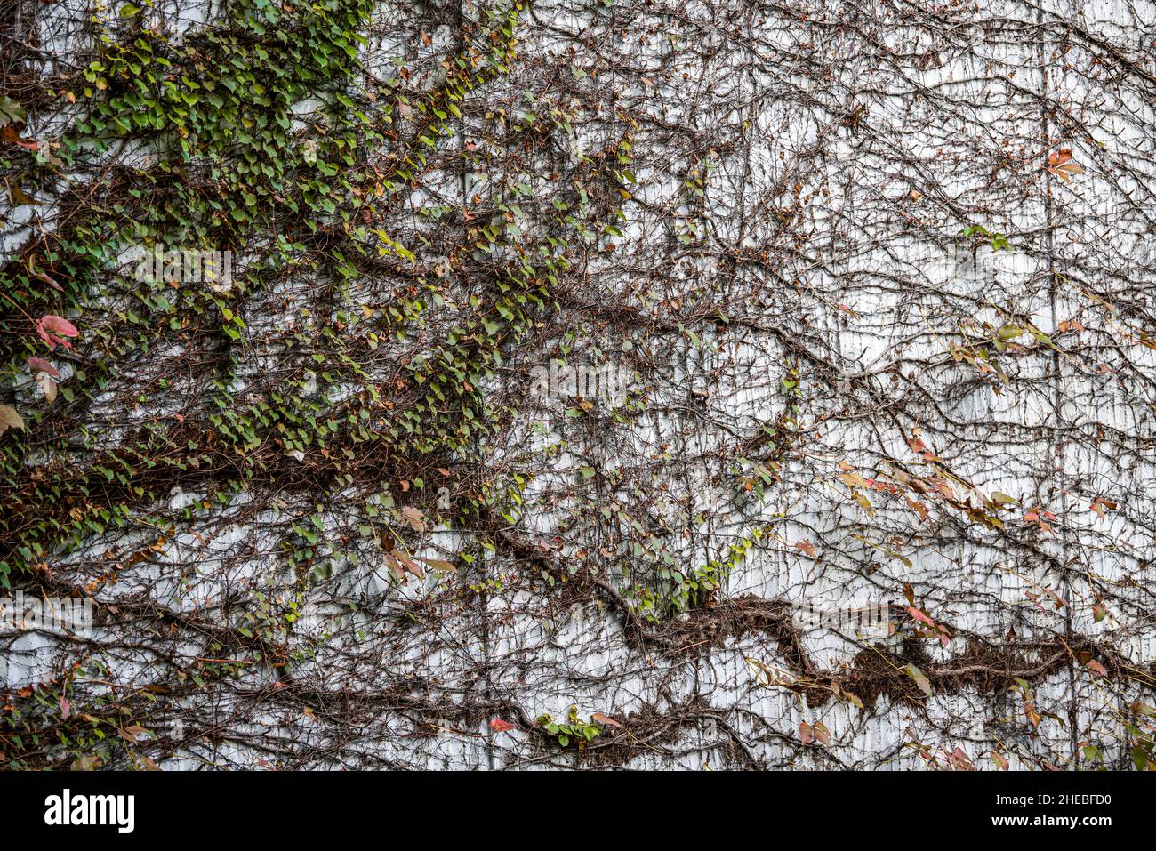 Facade of a building covered with dry creepers Stock Photo - Alamy