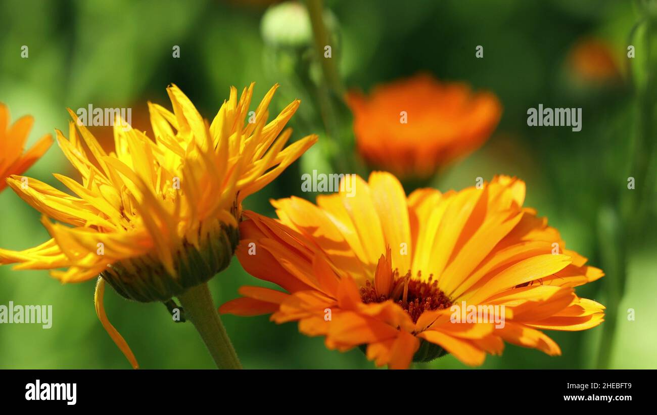 4K Orange Flower Of Calendula Officinalis. Medicinal Plant Stock Photo ...