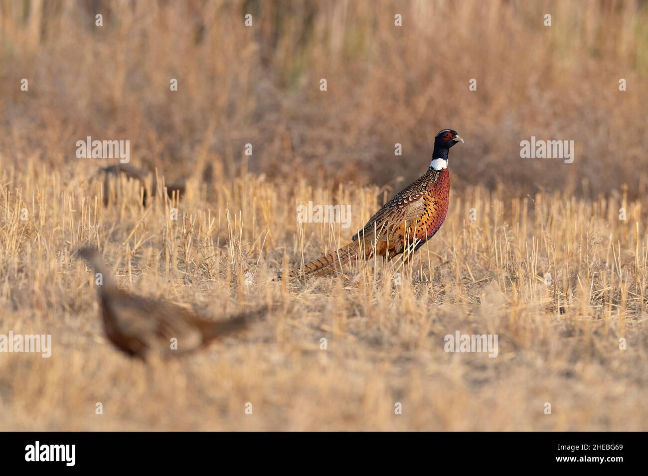 Ringneck Pheasants on the North Dakota Prairie on a late afternoon ...