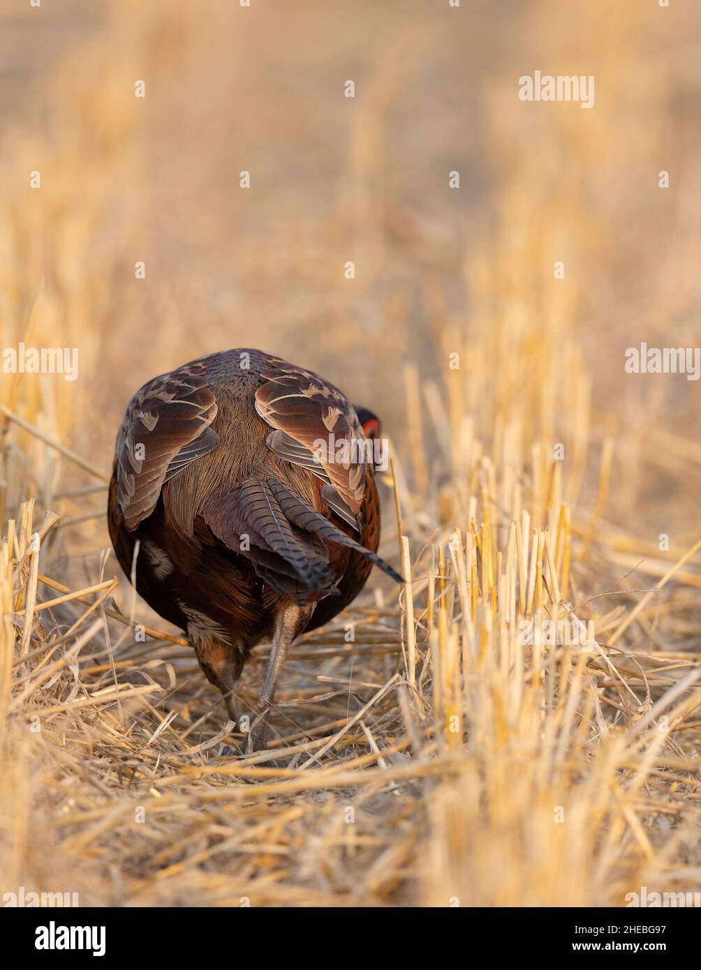 Ringneck Pheasants on the North Dakota Prairie on a late afternoon ...