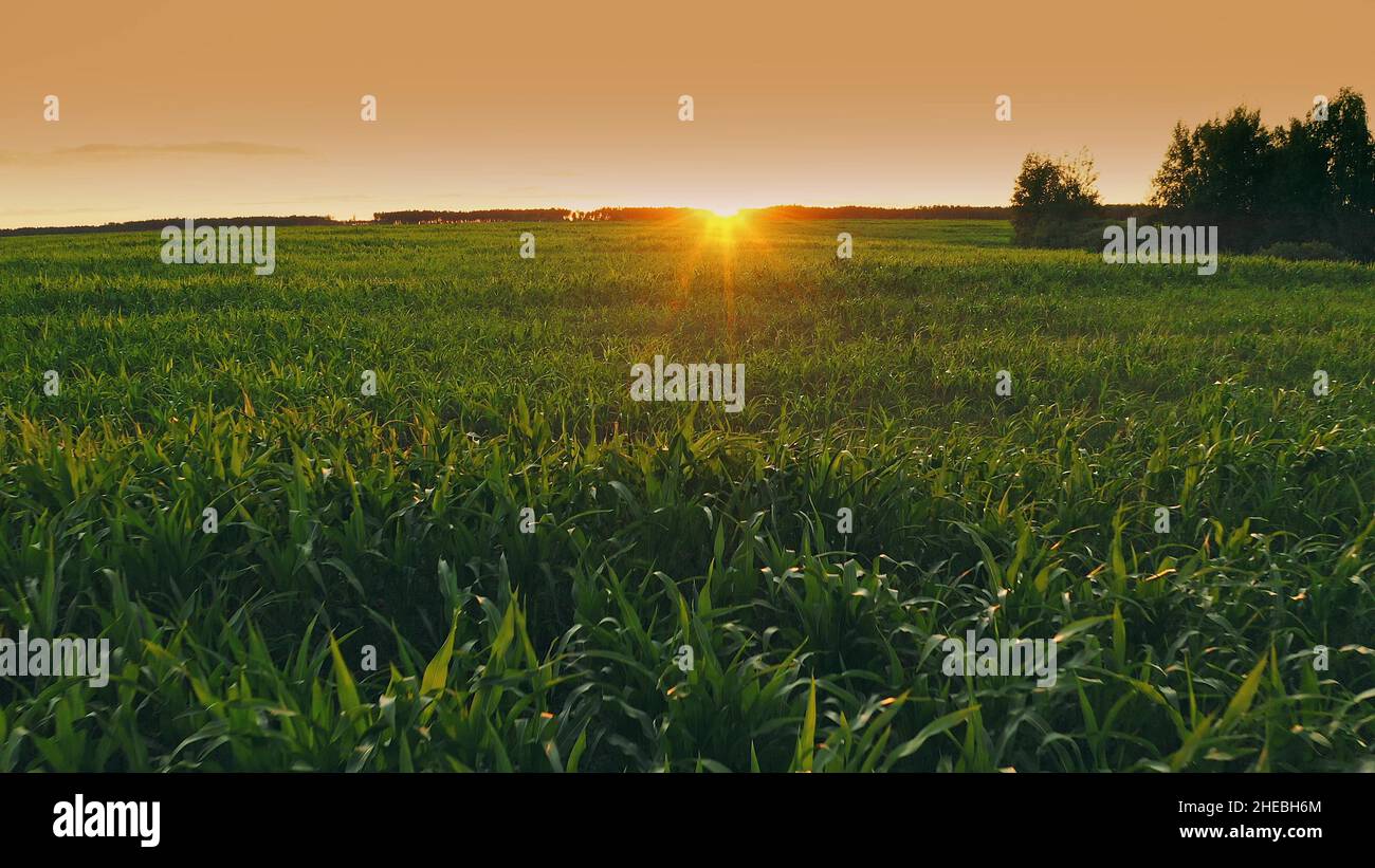 4k flight above corn field hi-res stock photography and images - Alamy