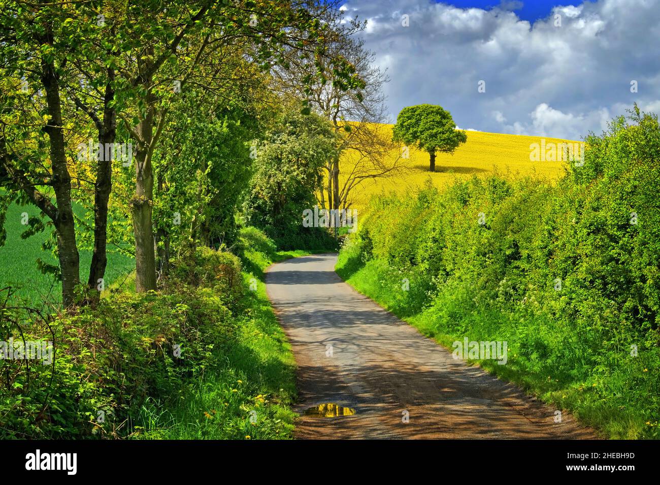 UK, West Yorkshire, Woodhouse Lane leading to Rapeseed Field near the ...