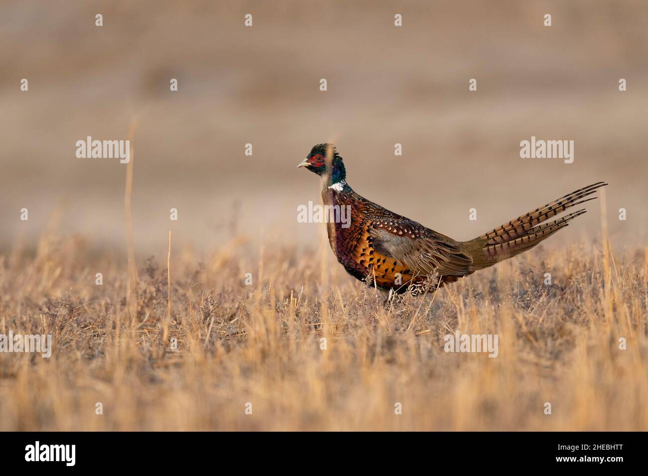 Ringneck Pheasants on the North Dakota Prairie on a late afternoon ...