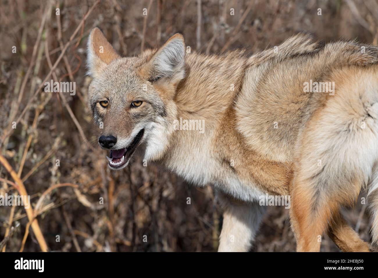 A coyote in North Dakota caught in a leghold trap Stock Photo - Alamy