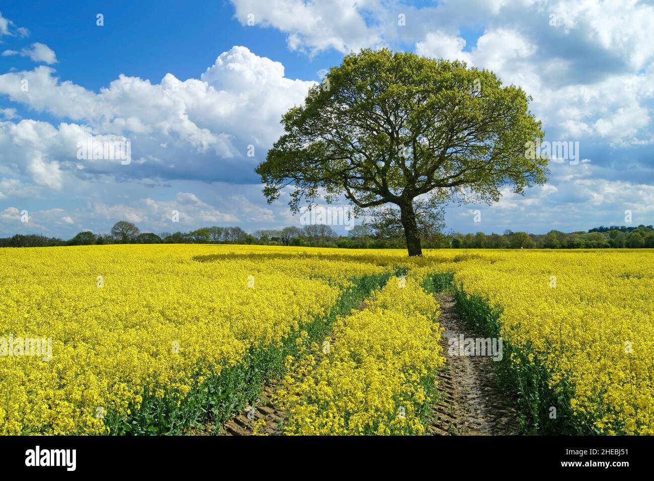 UK, West Yorkshire, Rapeseed Field near the village of Notton Stock ...