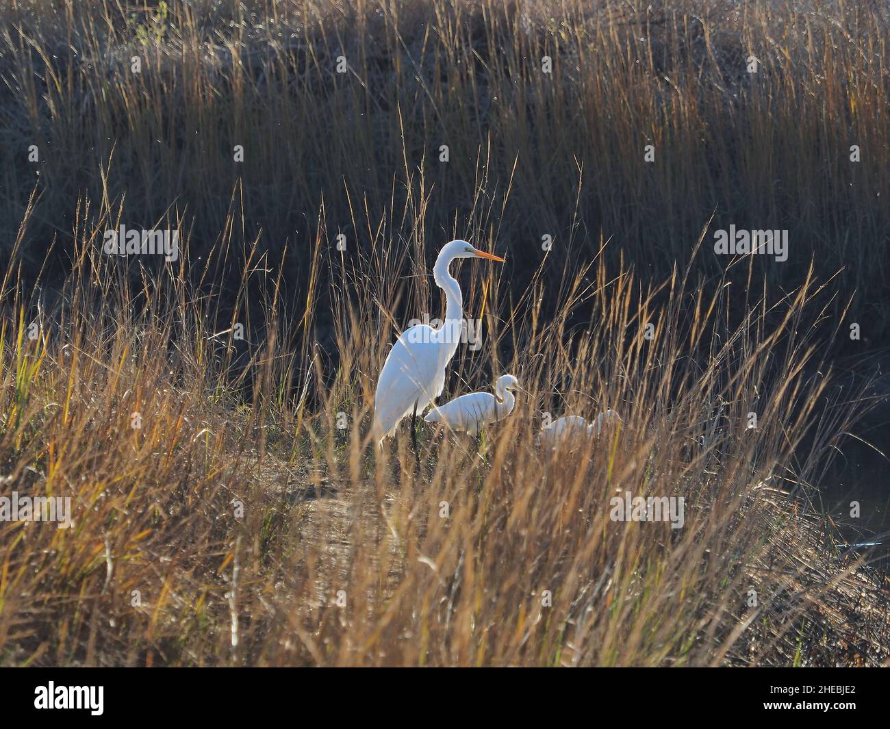Great White Egrets standing in high grass near marsh edge Stock Photo ...