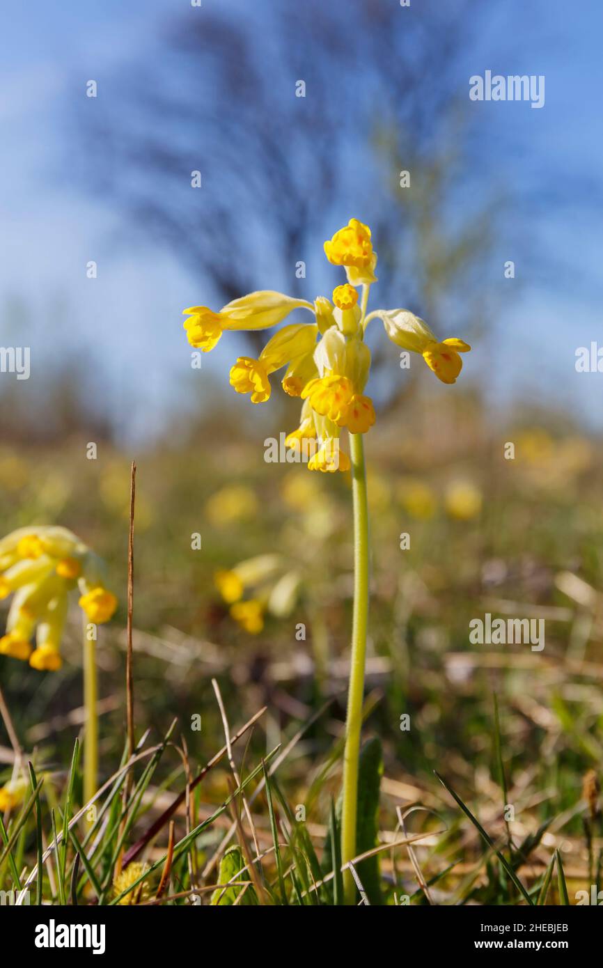 Cowslip flower in bloom at a spring meadow Stock Photo - Alamy