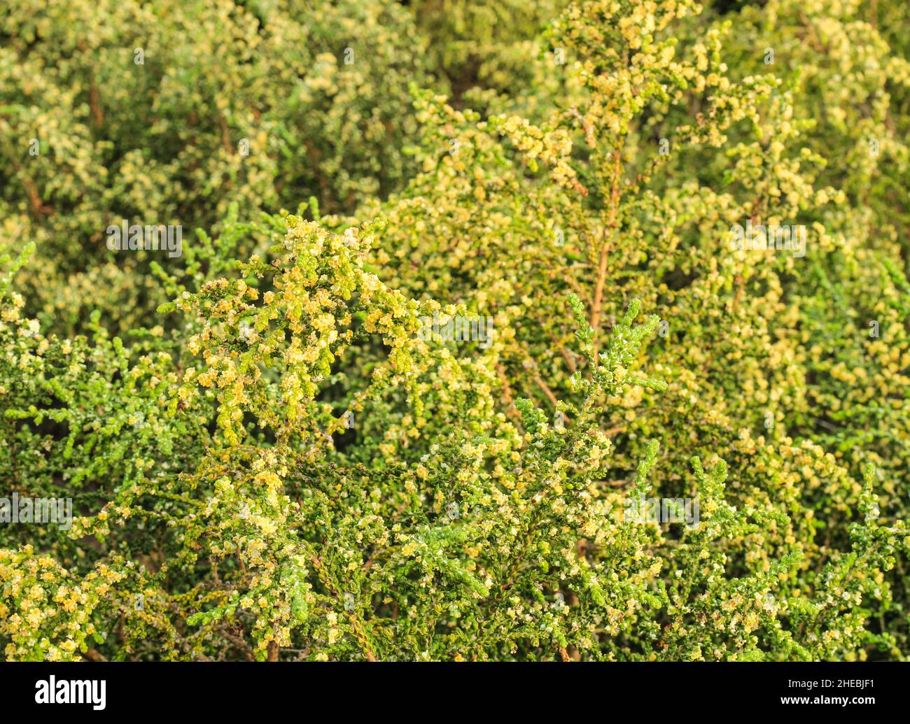 Thymelaea Hirsuta mediterranean plant in the mountain in Spain Stock ...