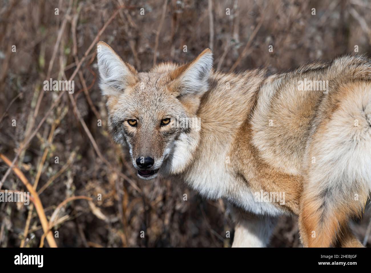 A coyote in North Dakota caught in a leghold trap Stock Photo - Alamy