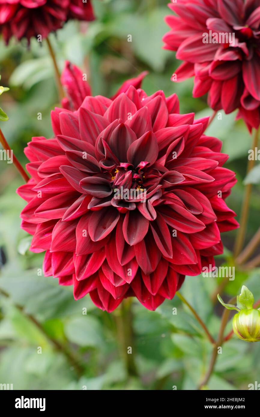 Dahlia deep red flower hi-res stock photography and images - Alamy