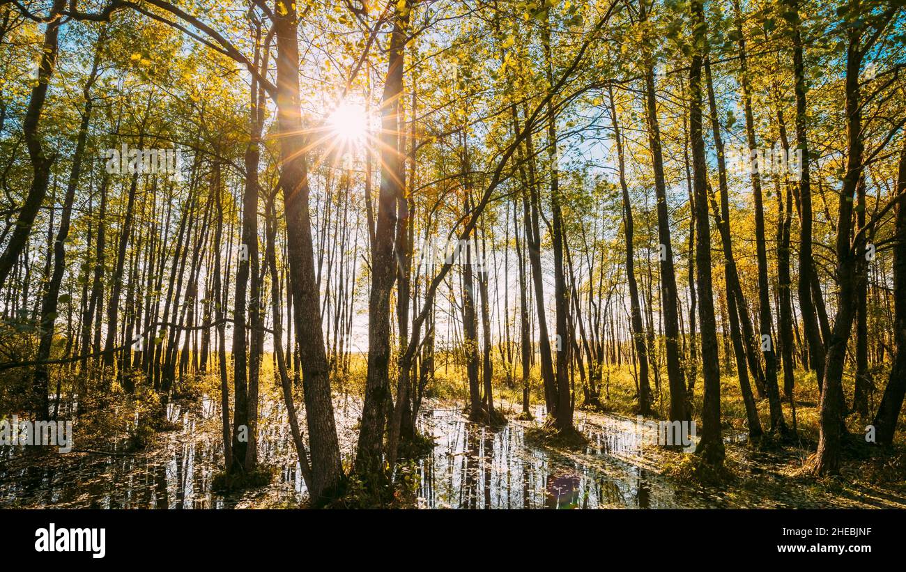 4k trees hi-res stock photography and images - Alamy