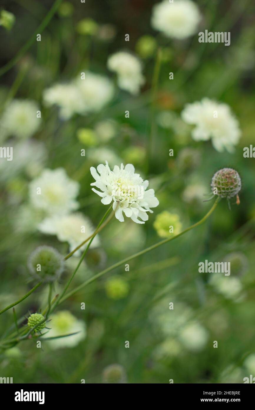 Scabiosa hi-res stock photography and images - Alamy