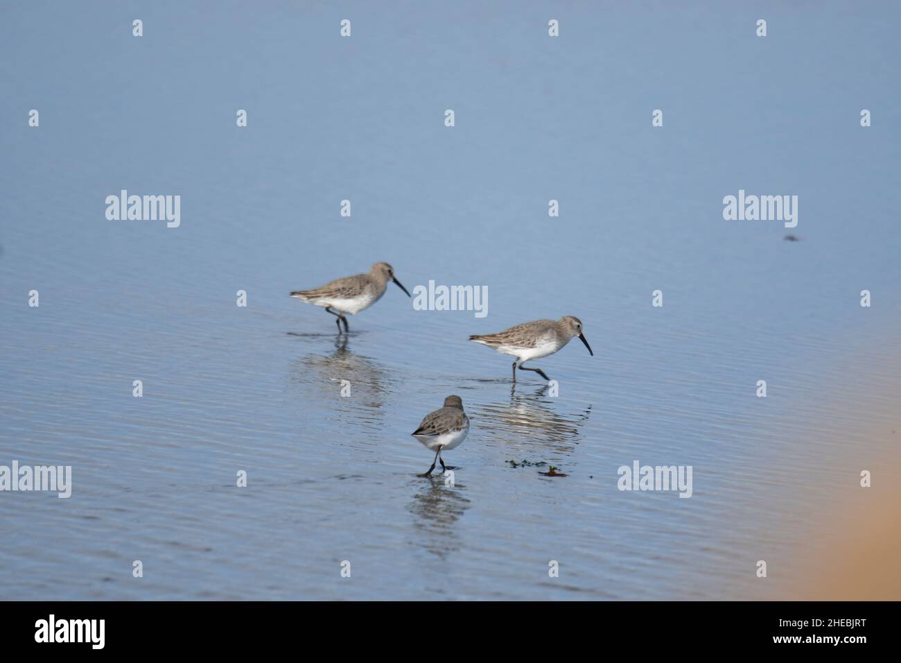 Three Sandpipers wadding in water Stock Photo - Alamy
