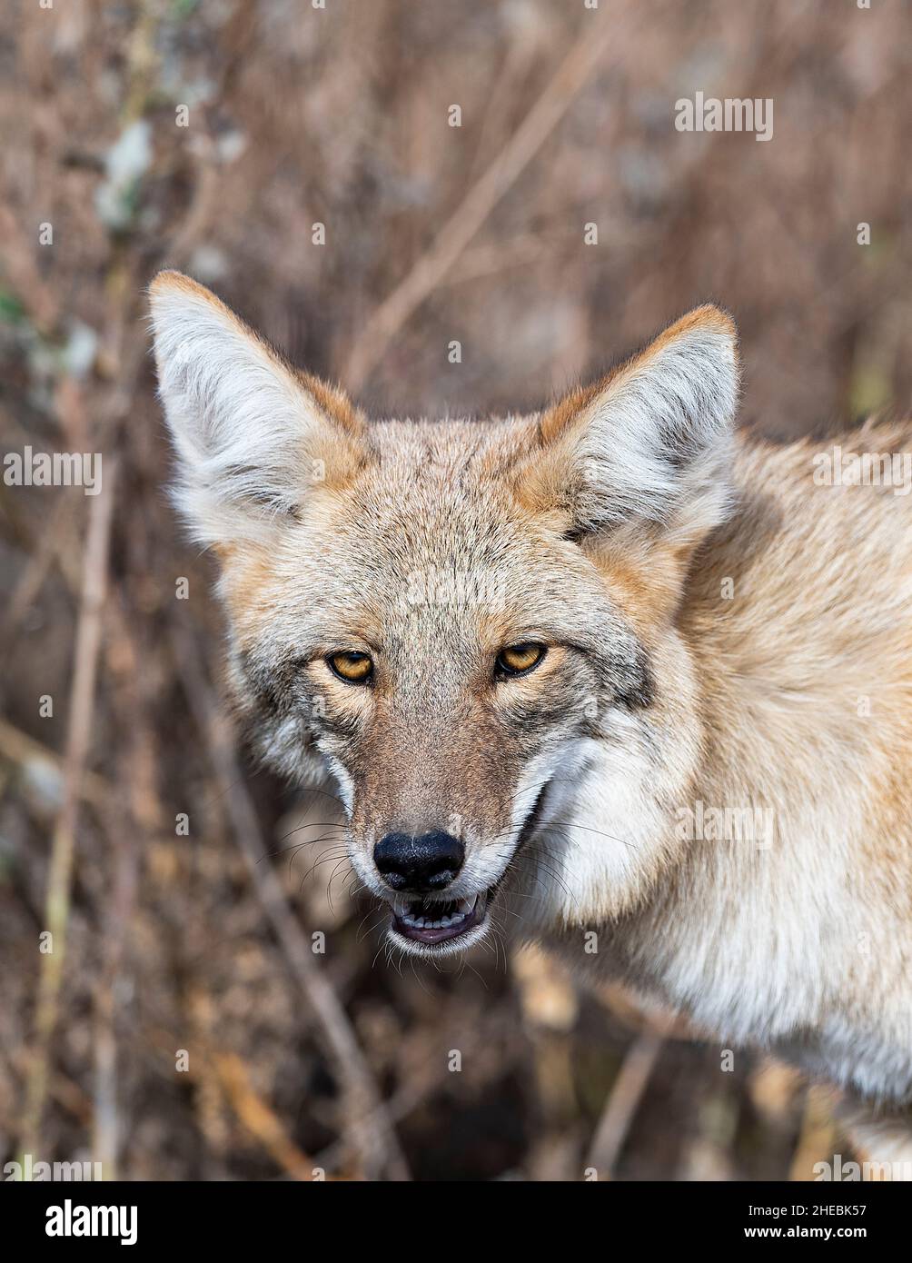 A coyote in North Dakota caught in a leghold trap Stock Photo - Alamy